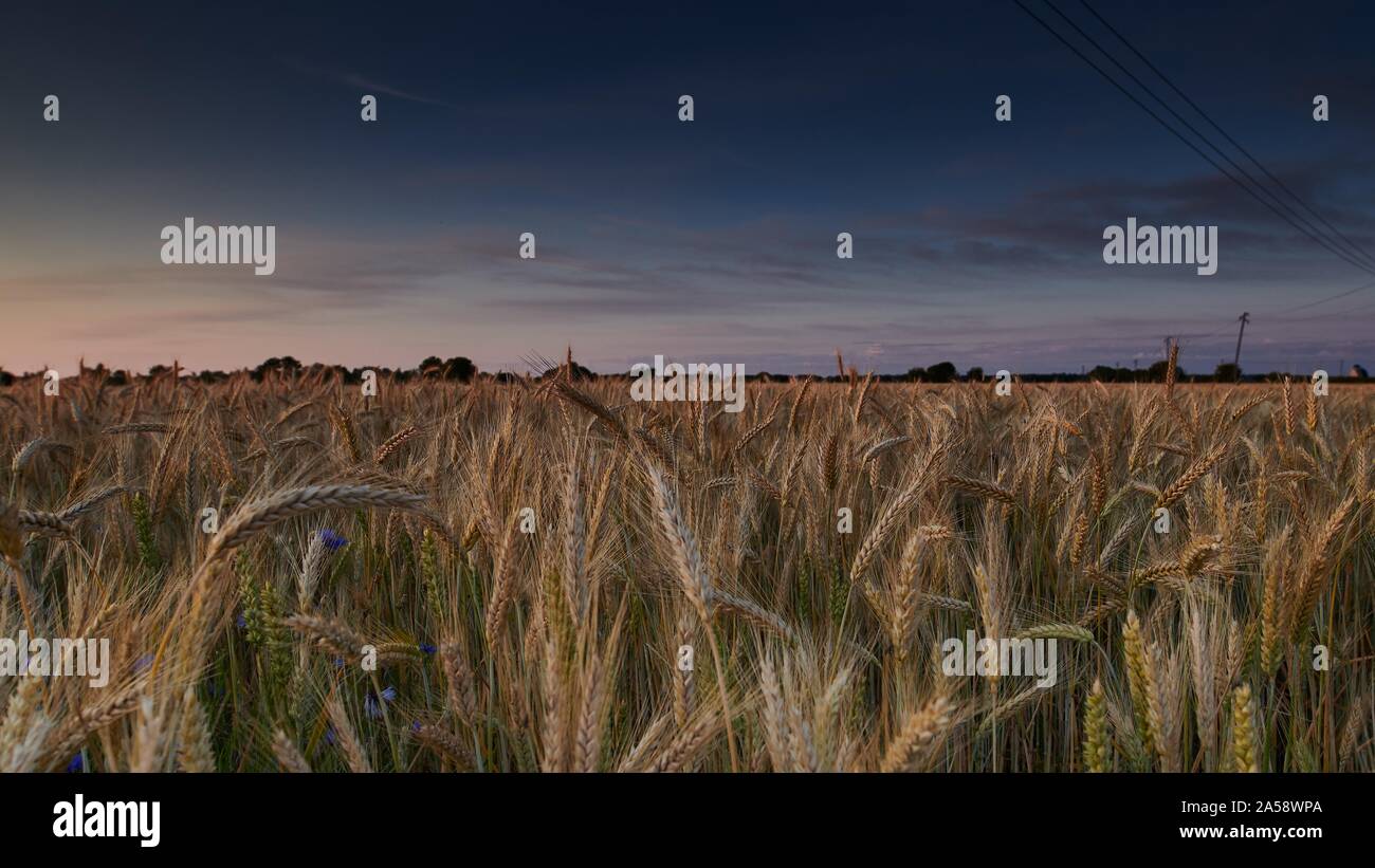 Australia wheat queensland hi-res stock photography and images - Alamy