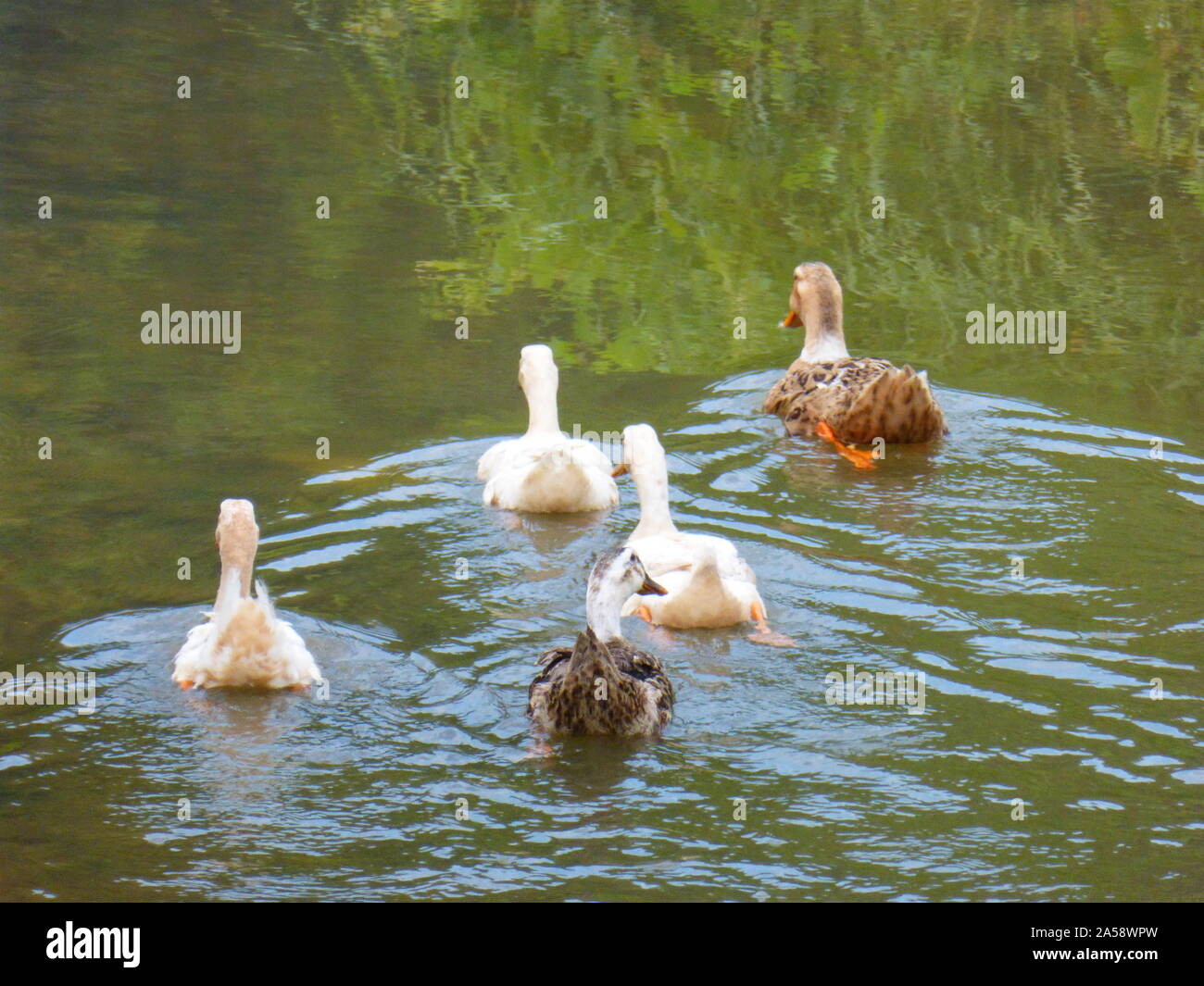 A flock of ducks foraging in a stream Stock Photo - Alamy