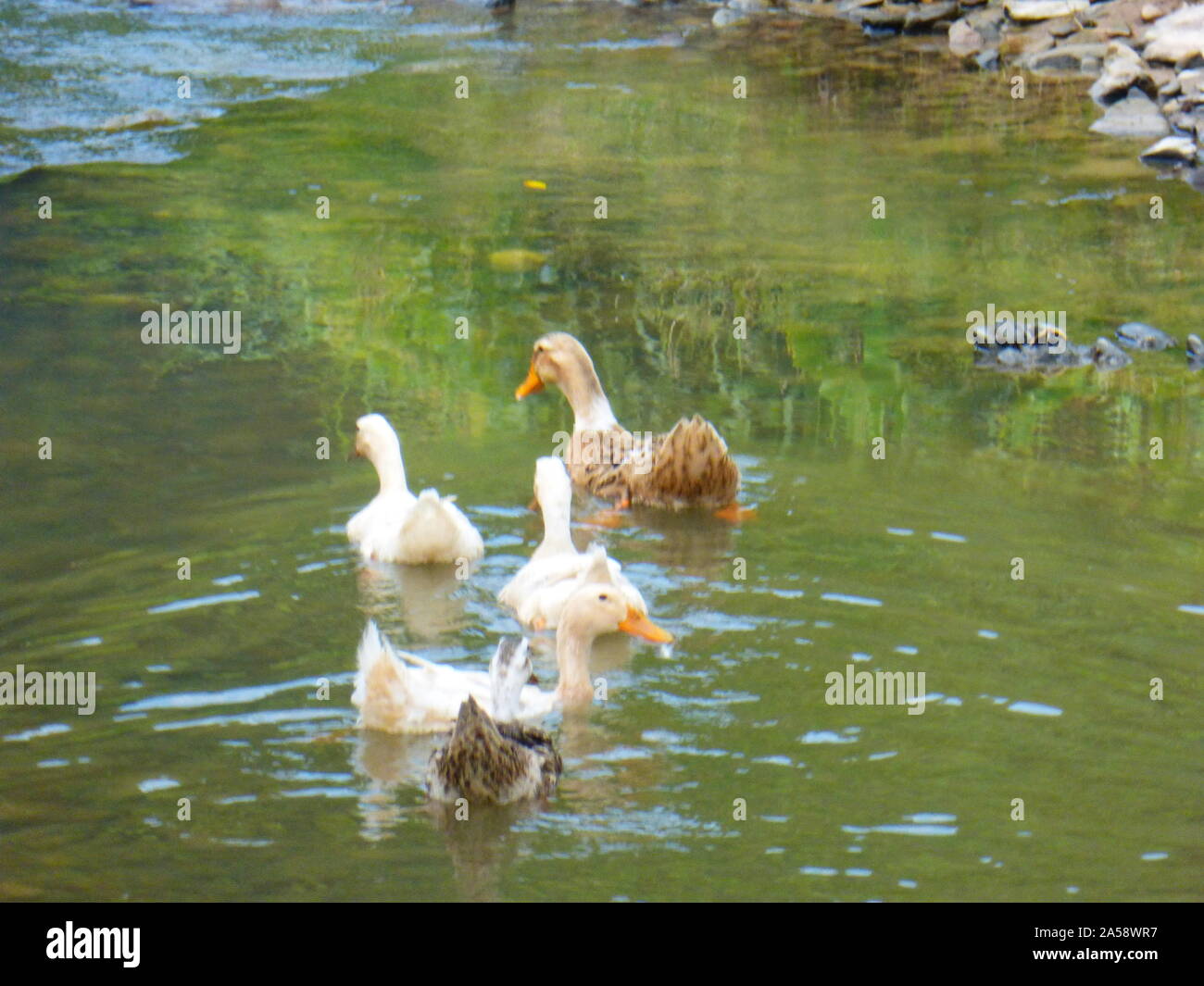 A flock of ducks foraging in a stream Stock Photo - Alamy