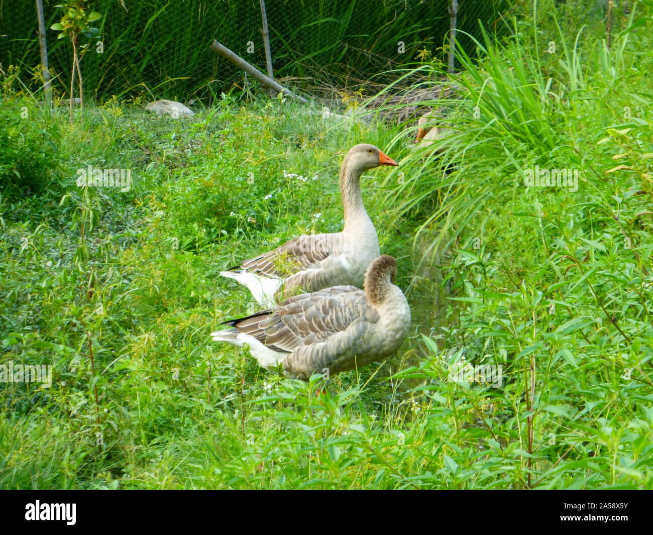 Goose foraging in the grass Stock Photo - Alamy