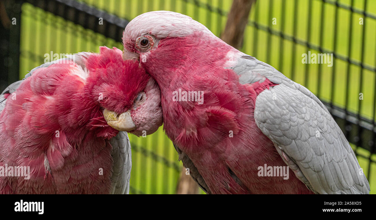 Close up low angle view of Pink and White Galah Galahs showing head ...