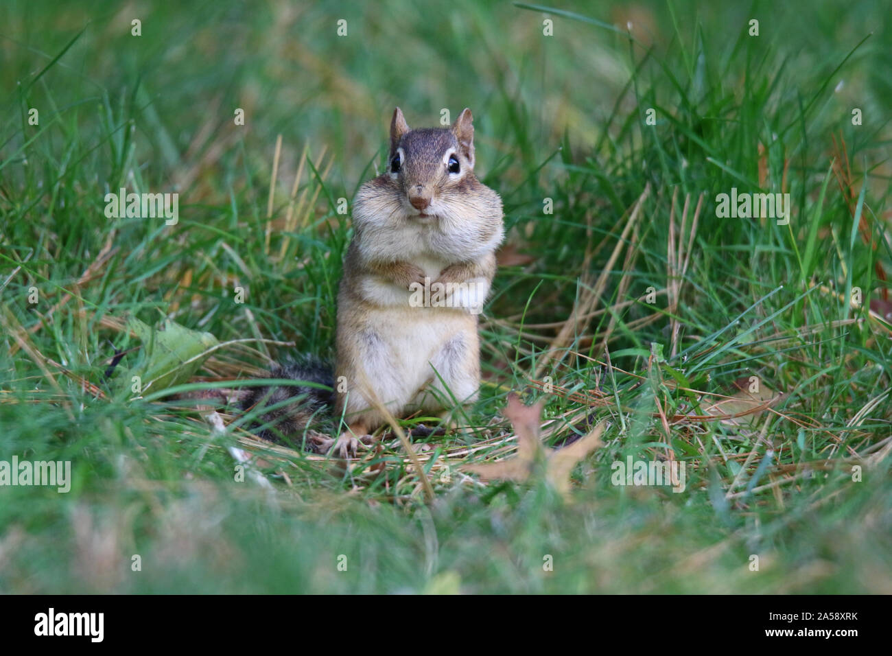 Storing away for winter hi-res stock photography and images - Alamy