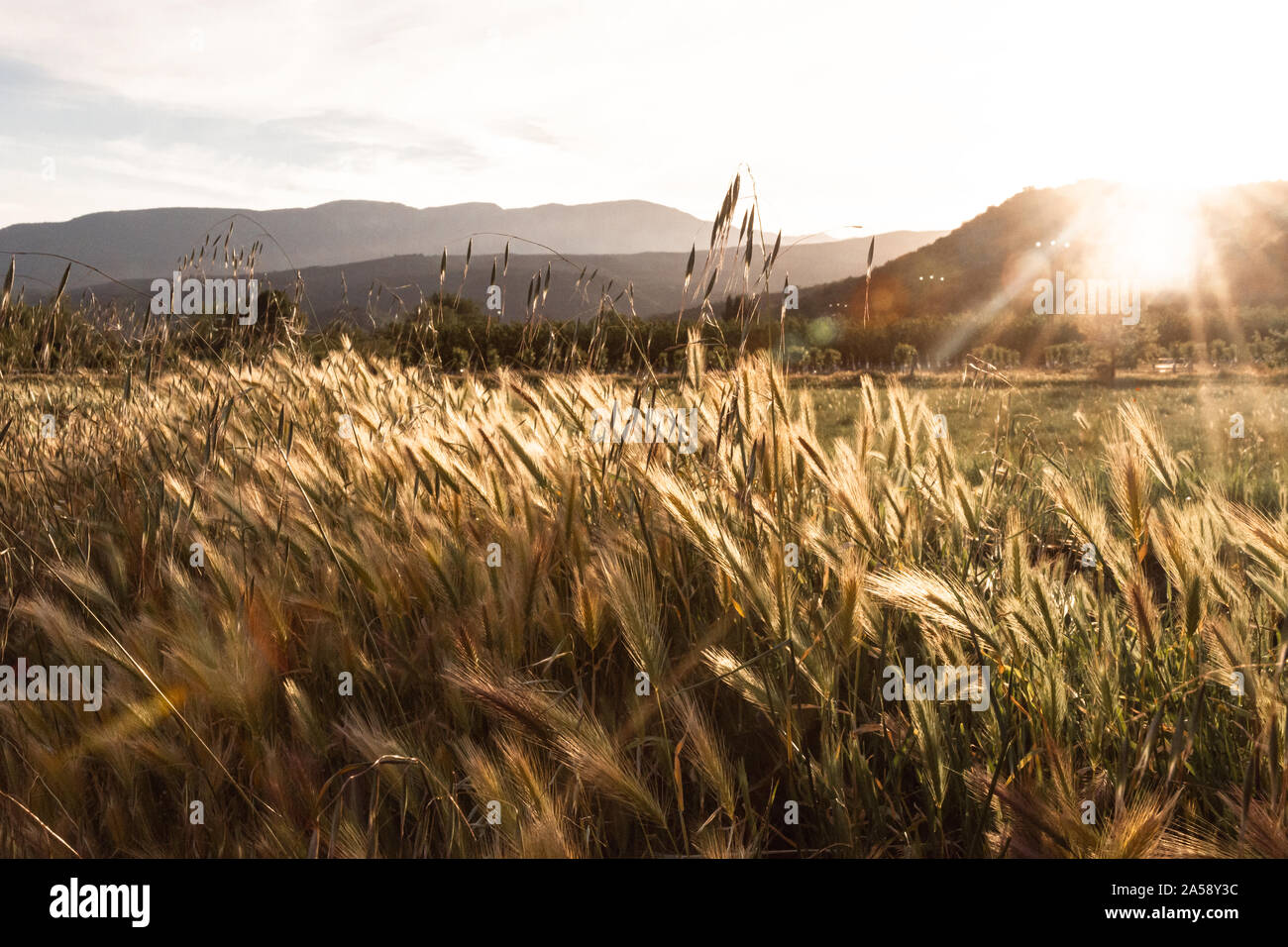 Golden light through wheat hi-res stock photography and images - Alamy