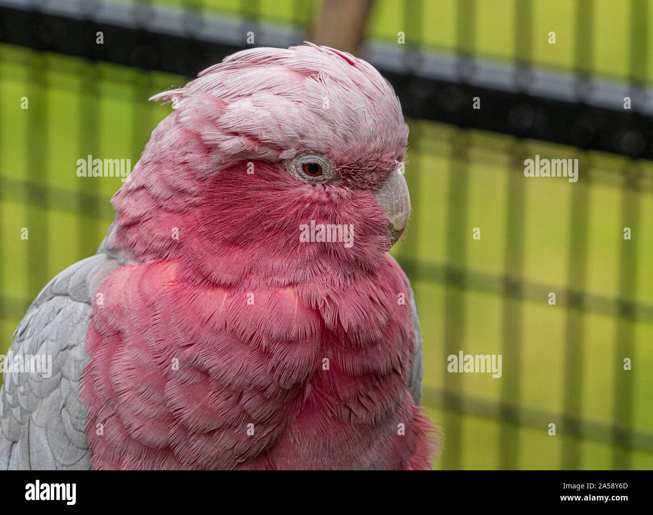Close up low angle view of Pink and White Galah Galahs showing head ...