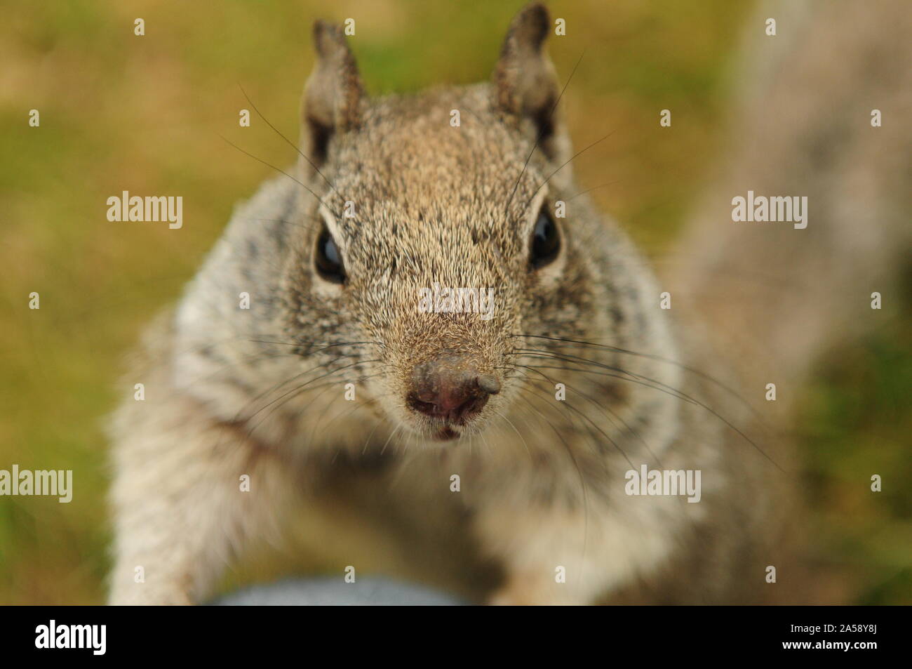 Squirrel face hi-res stock photography and images - Alamy