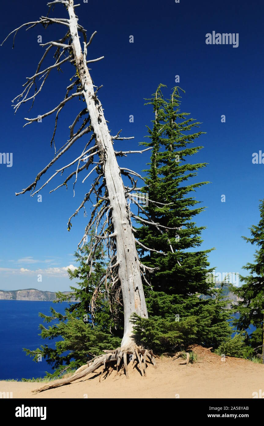 Knobby Tree at Crater Lake Oregon Stock Photo - Alamy