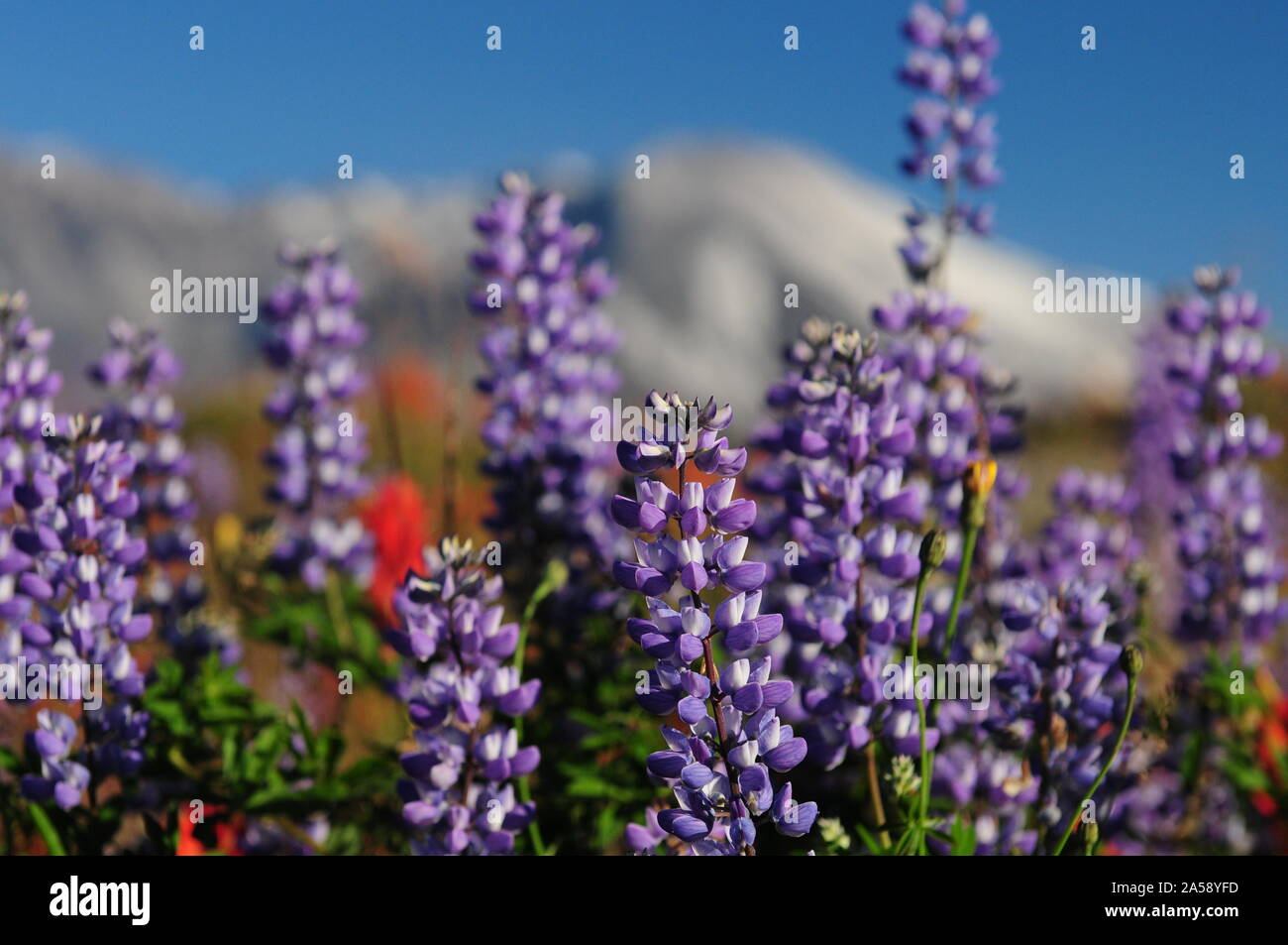 Wild Flowers At Volcano Mount St. Helens Oregon USA Stock Photo - Alamy