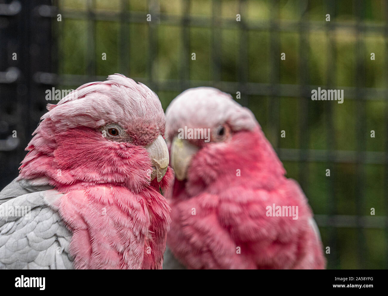 Close up low angle view of Pink and White Galah Galahs showing head ...