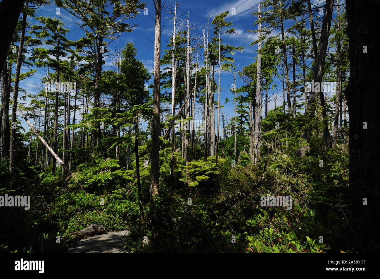 Cedar Trees With Moss At Lighthouse Loop Wild Pacific Trail Vancouver ...