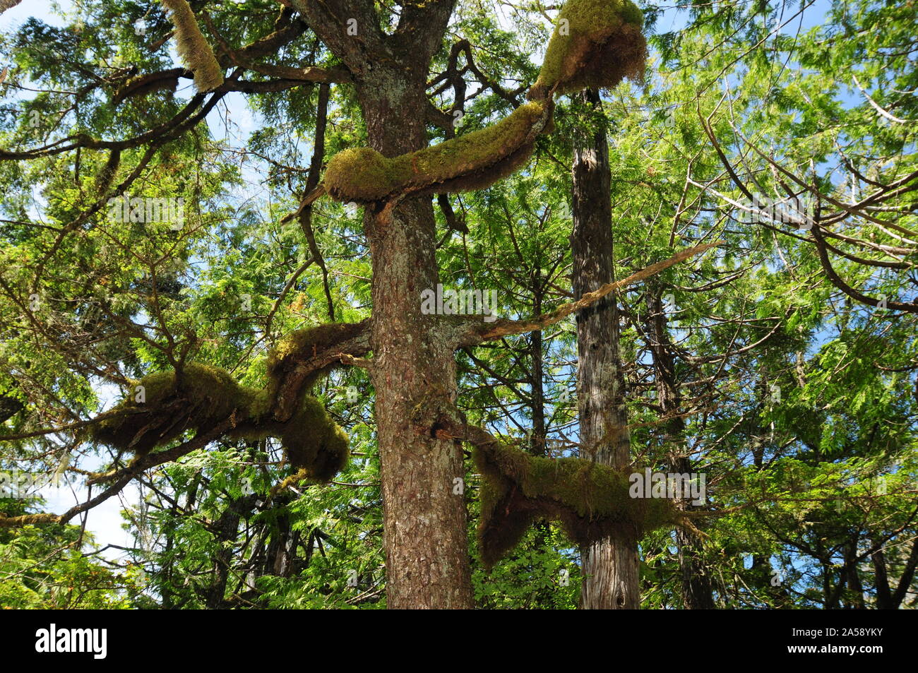 Cedar Trees With Moss At Lighthouse Loop Wild Pacific Trail Vancouver ...