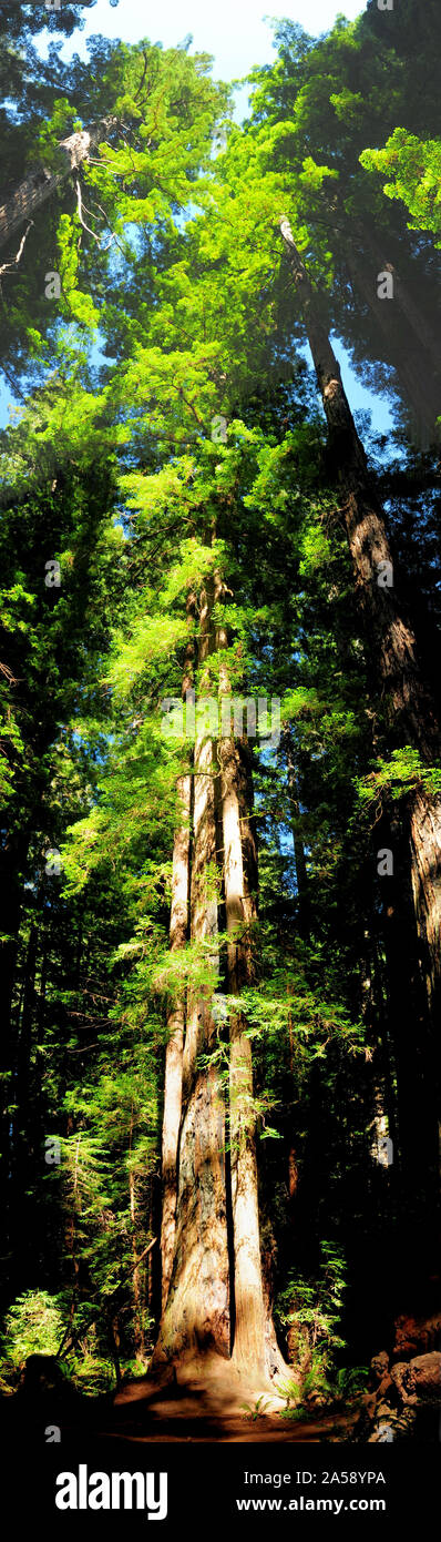Towering Redwood Tree California USA Stock Photo - Alamy