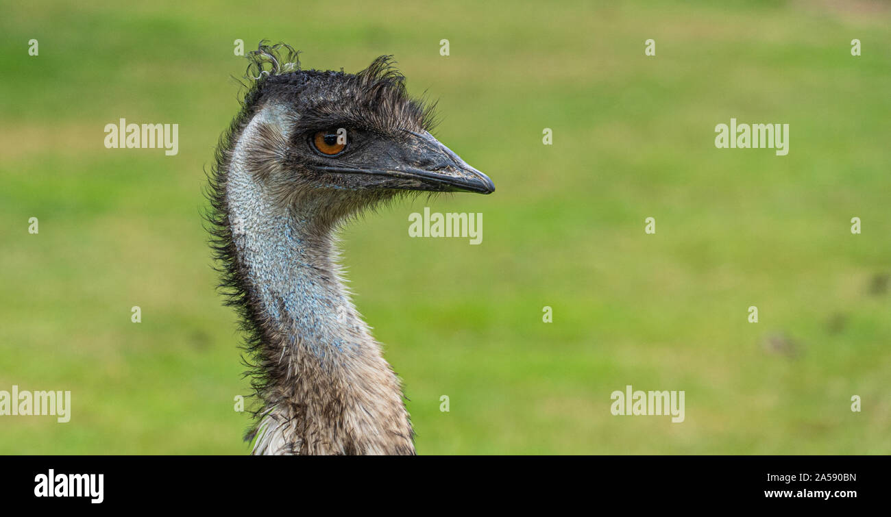 Close up side profile of Emu head Stock Photo - Alamy