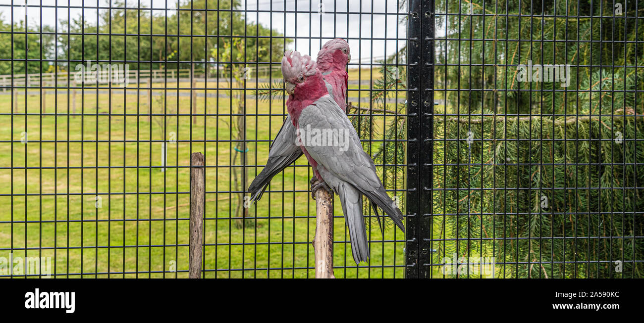 Galah isolated white hi-res stock photography and images - Alamy