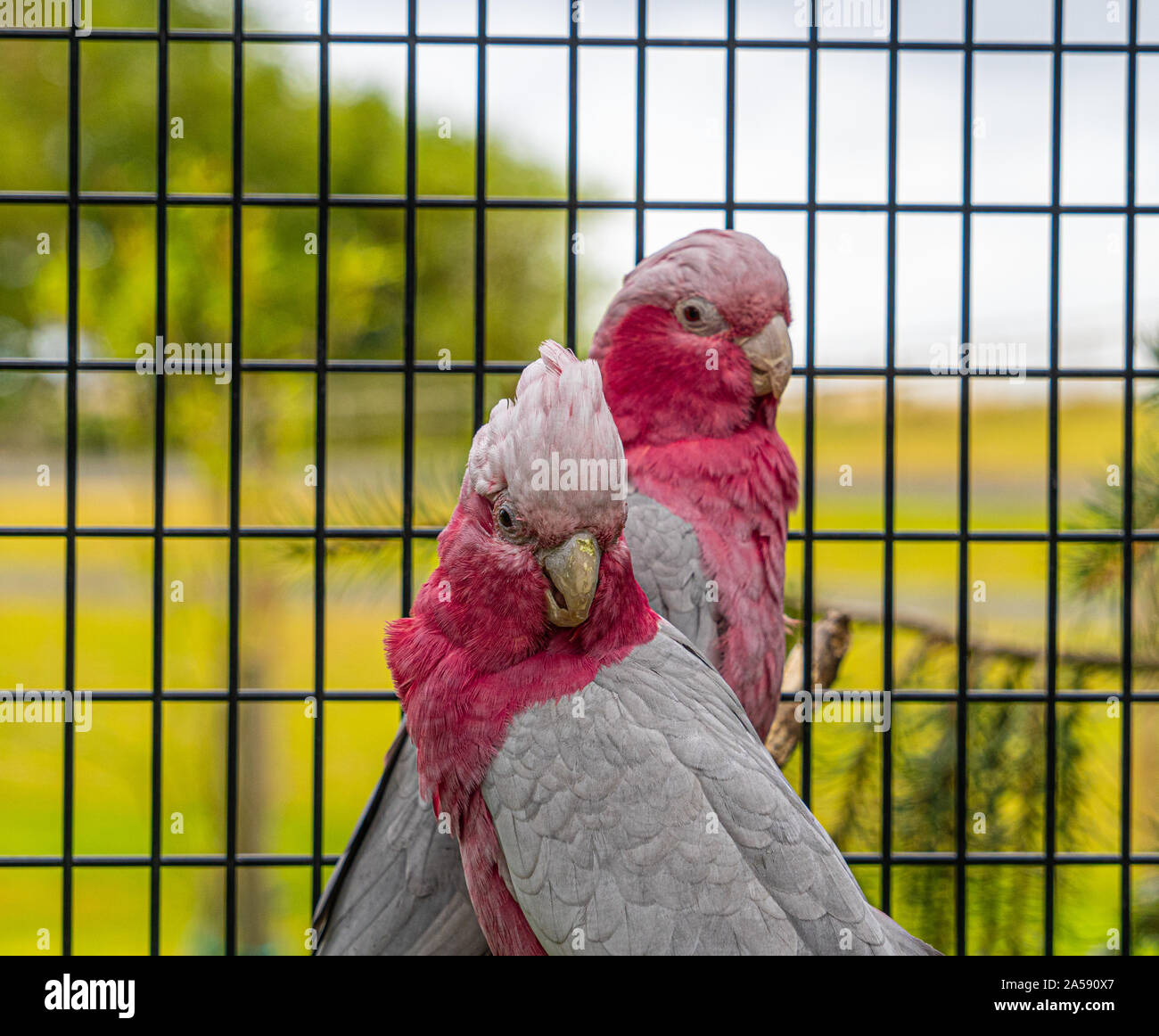 Close up low angle view of Pink and White Galah Galahs showing head ...