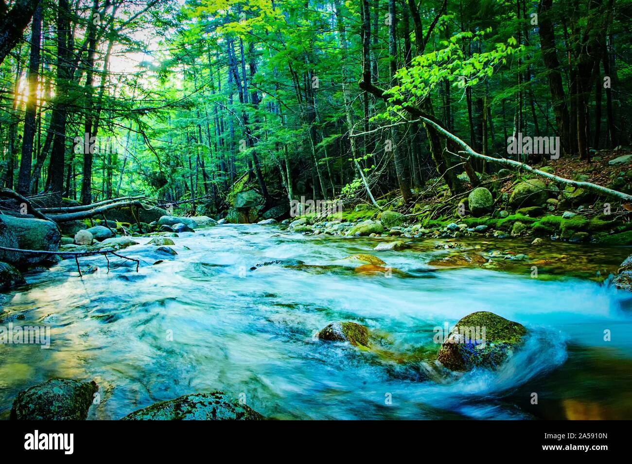 Sunny forest looking like a scene from a fairytale with high value ...