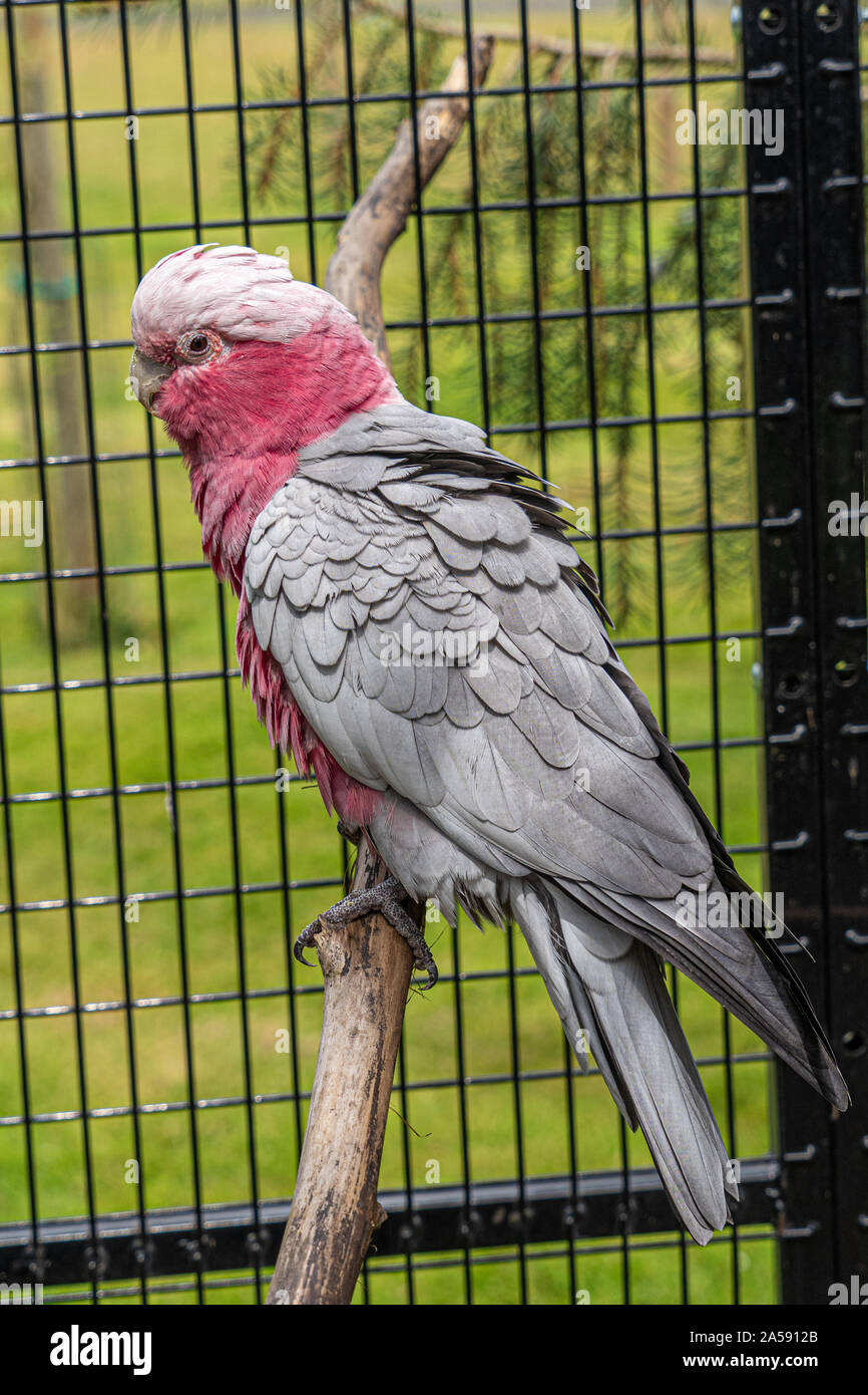 Australian white cockatoo photo hi-res stock photography and images - Alamy