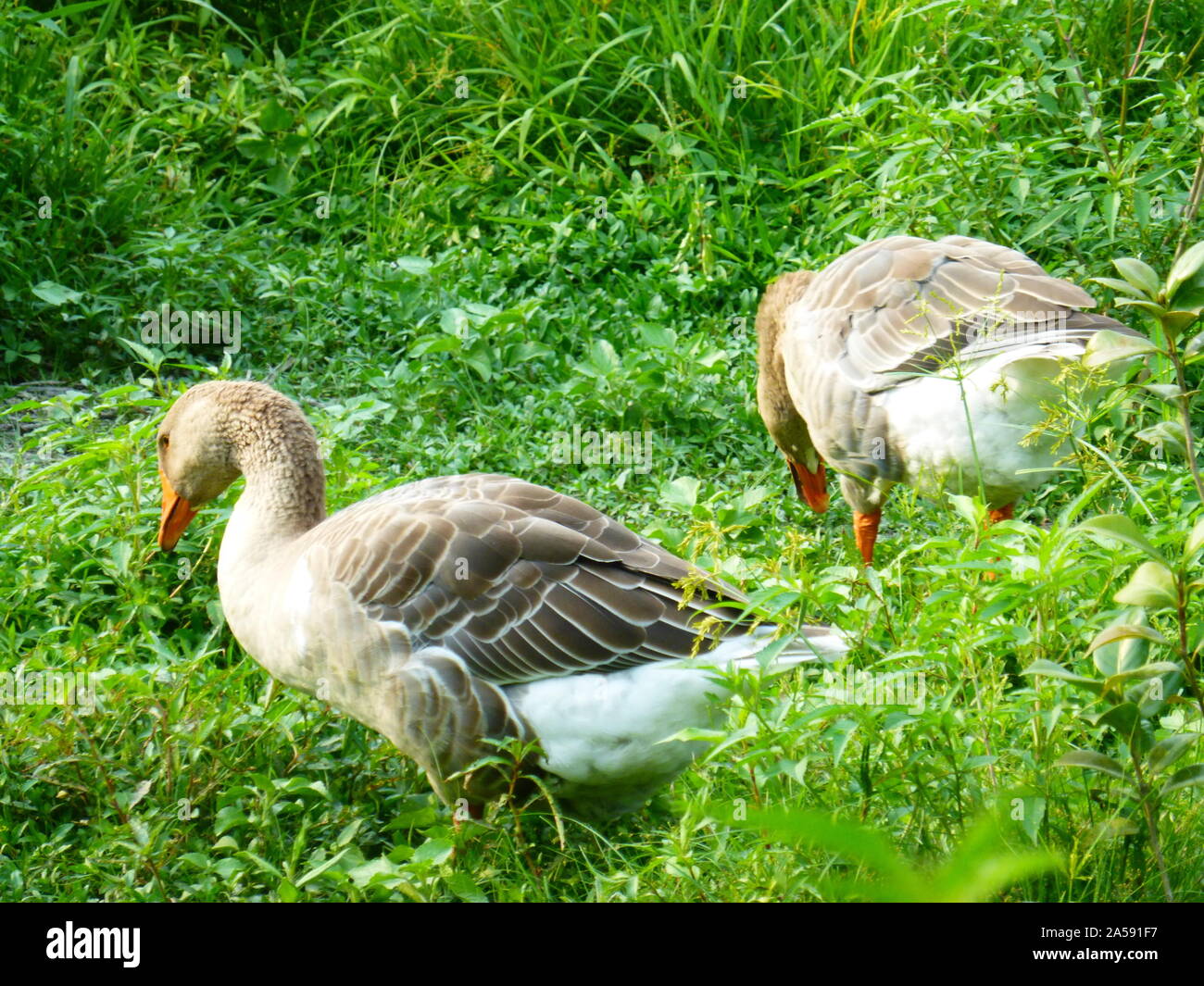 Goose foraging on the grass Stock Photo - Alamy