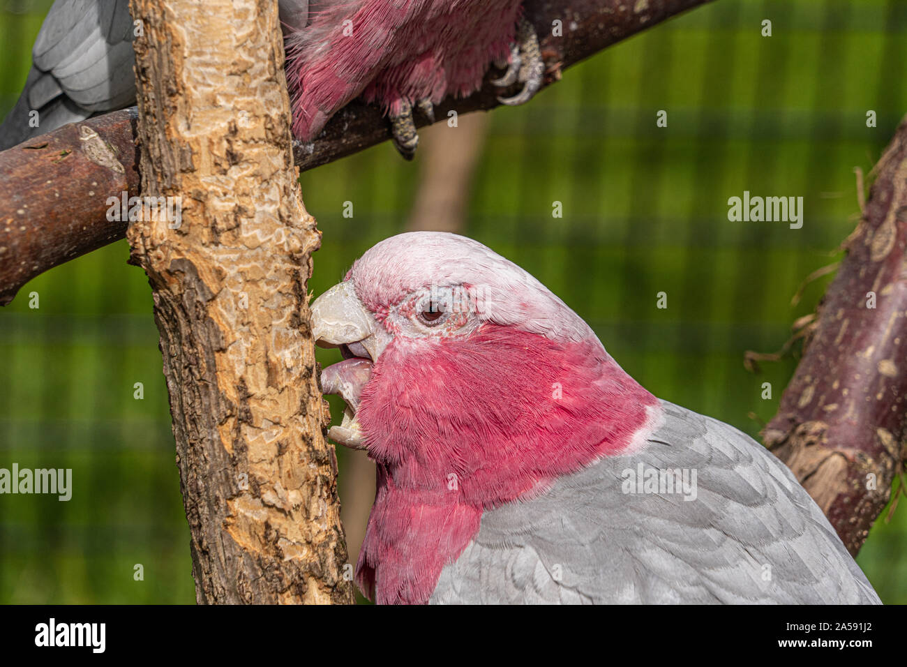 Close up low angle view of Pink and White Galah Galahs showing head ...