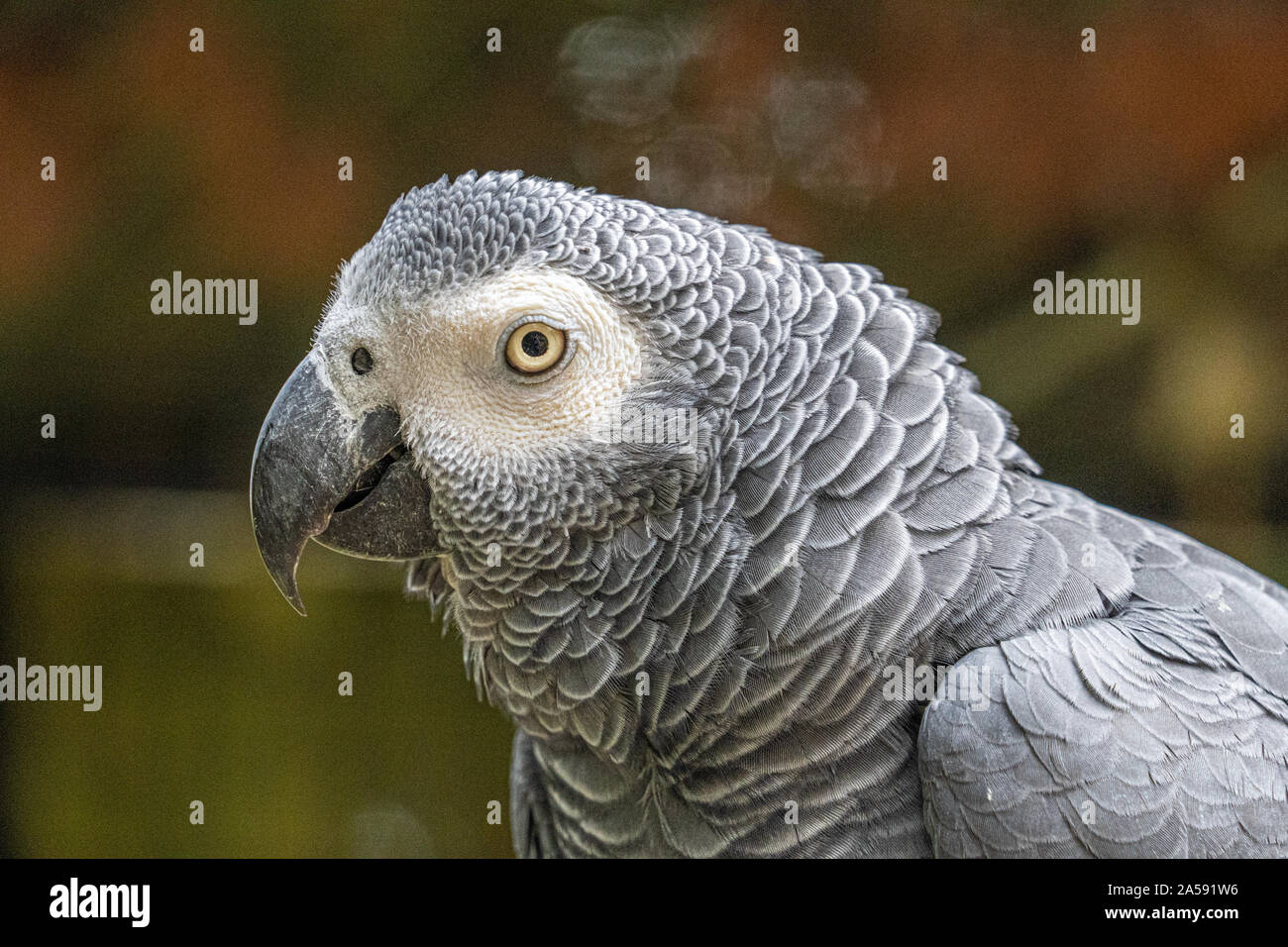 Parrot Feathers High Resolution Stock Photography and Images - Alamy