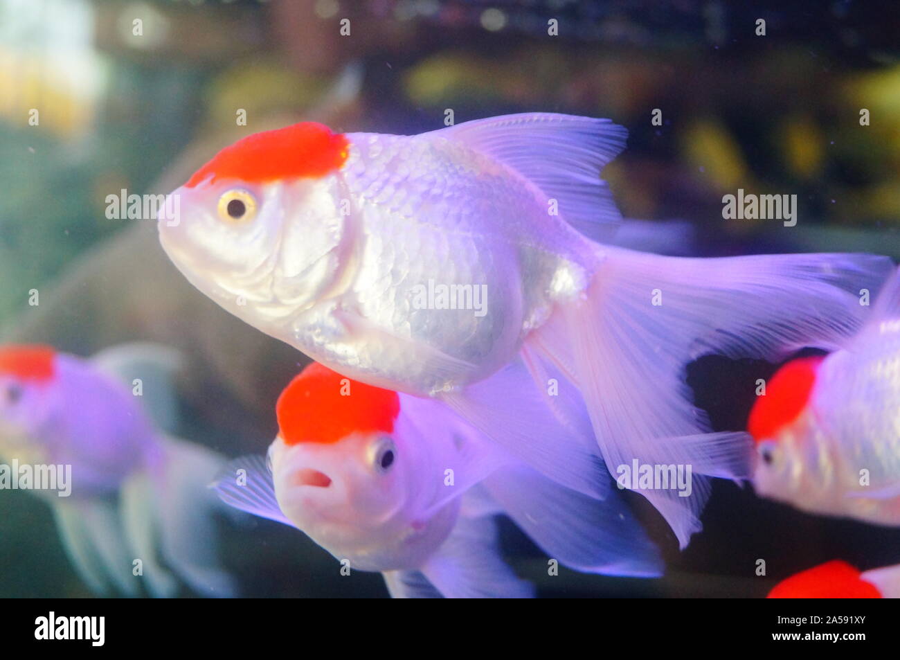 Red Lion Head Goldfish at the Aquarium Stock Photo - Alamy