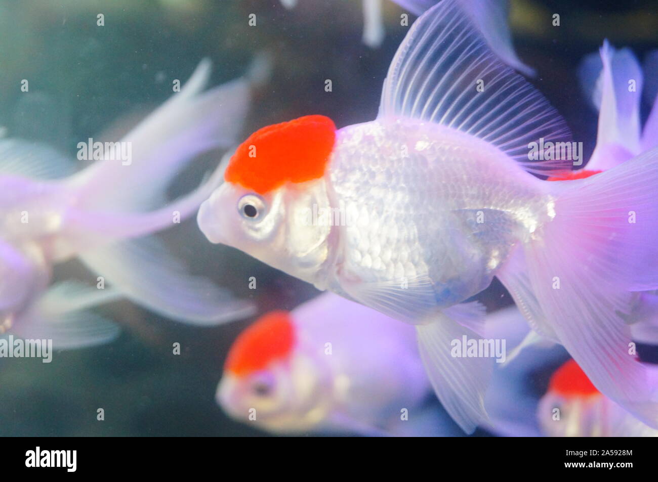 Red Lion Head Goldfish at the Aquarium Stock Photo - Alamy