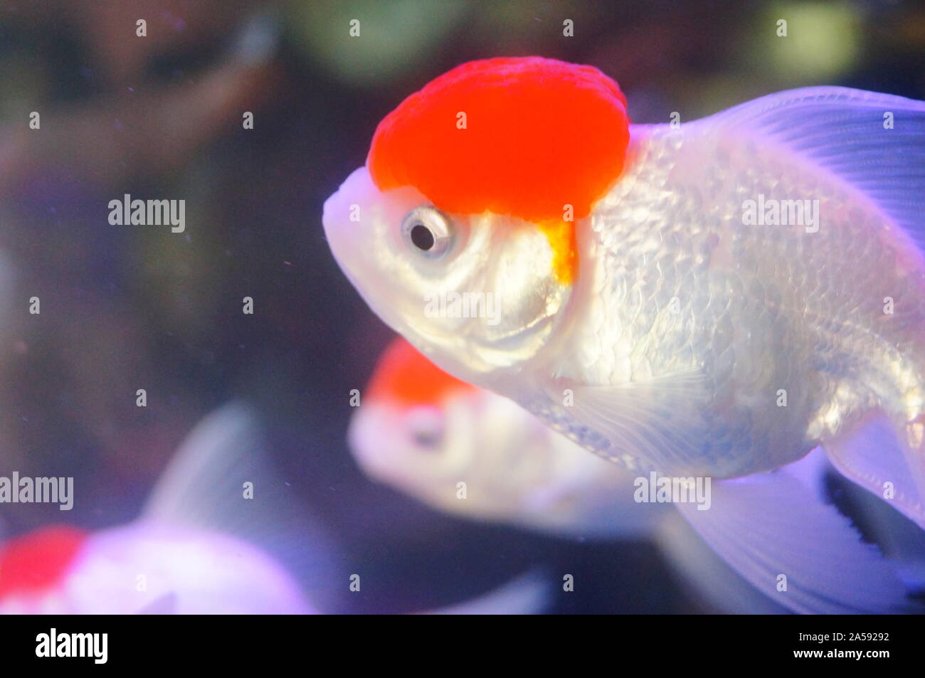Red Lion Head Goldfish at the Aquarium Stock Photo - Alamy