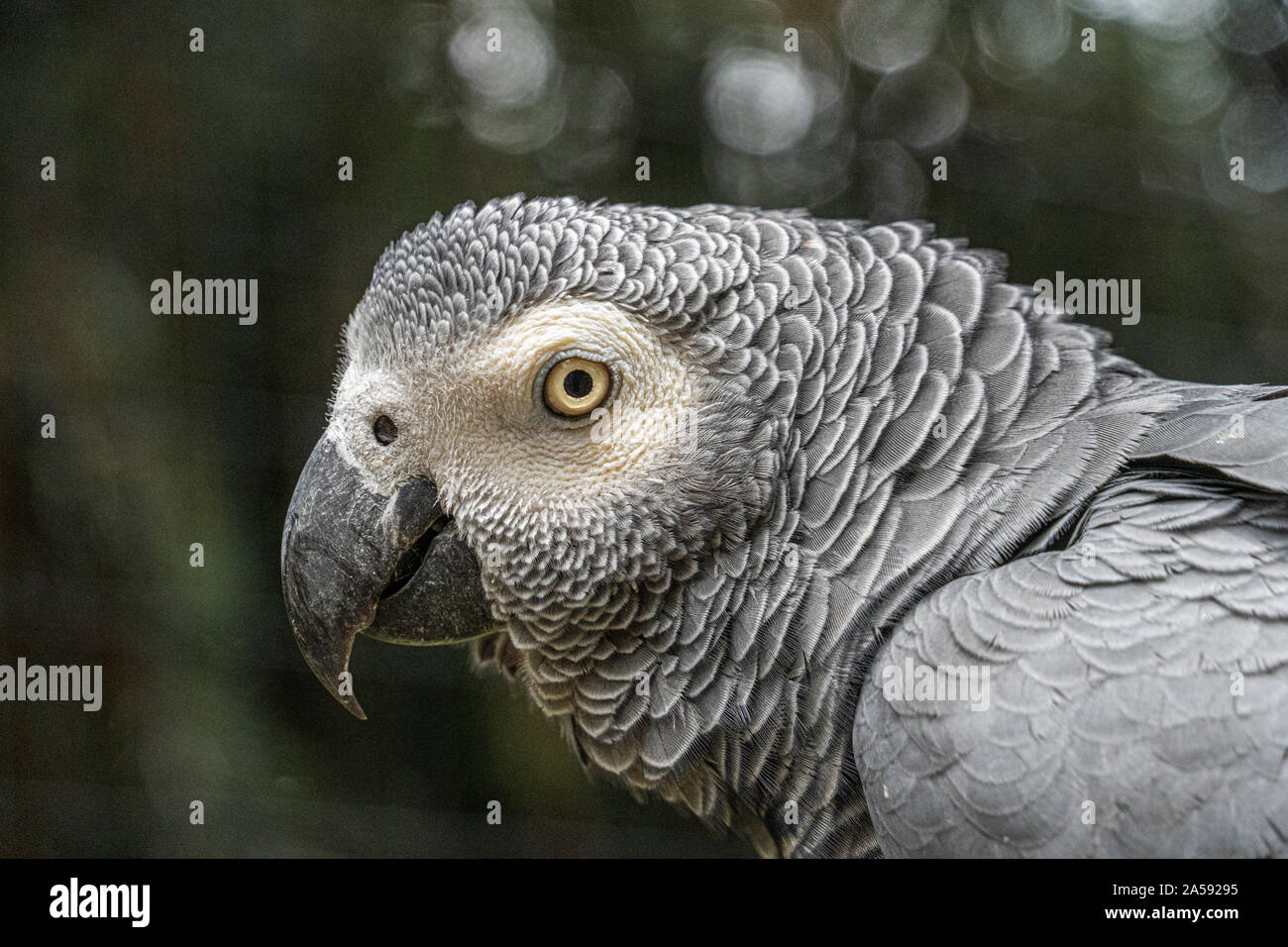 Bird With Red Beak High Resolution Stock Photography and Images - Alamy
