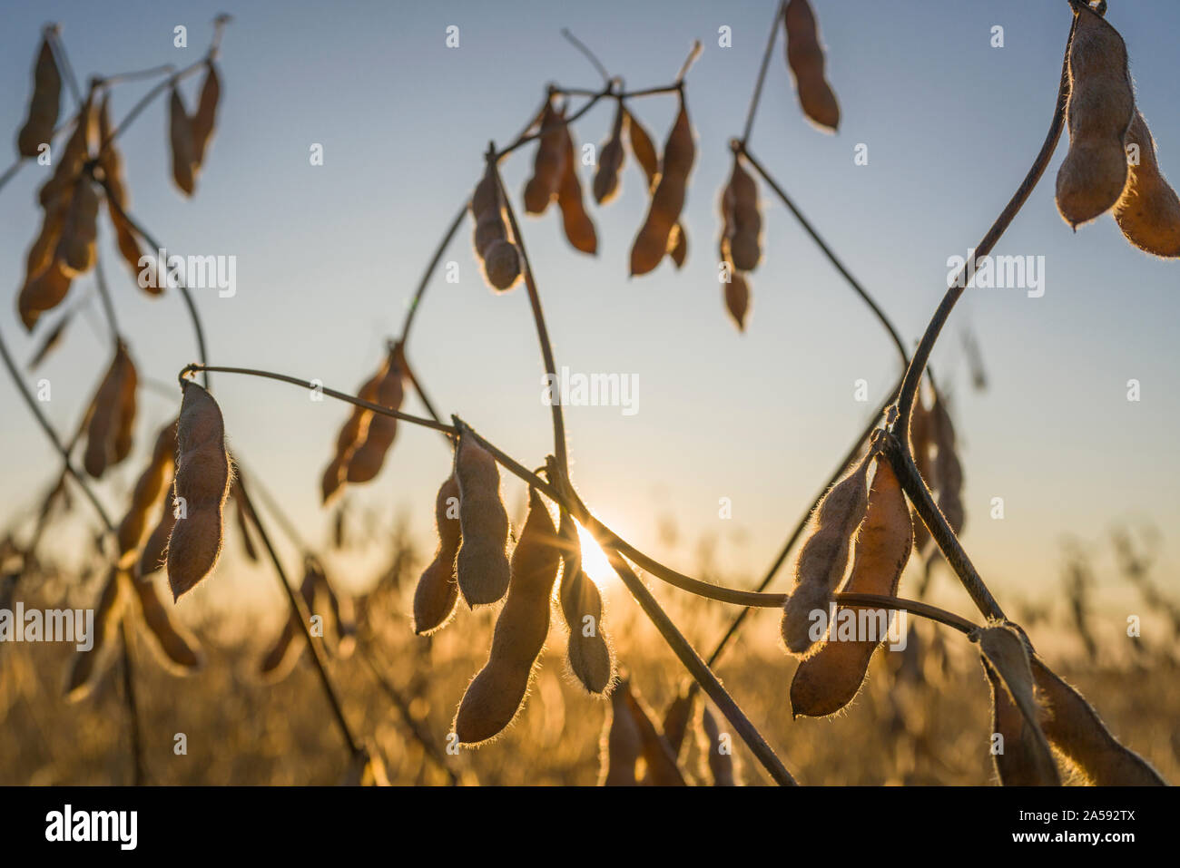Ripe in the sun hi-res stock photography and images - Alamy