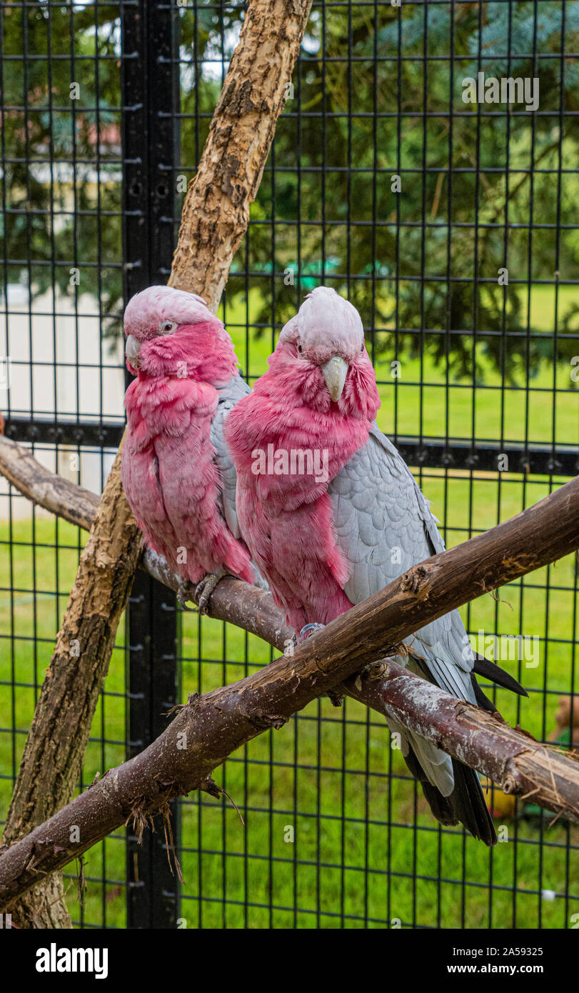 Galah isolated white hi-res stock photography and images - Alamy