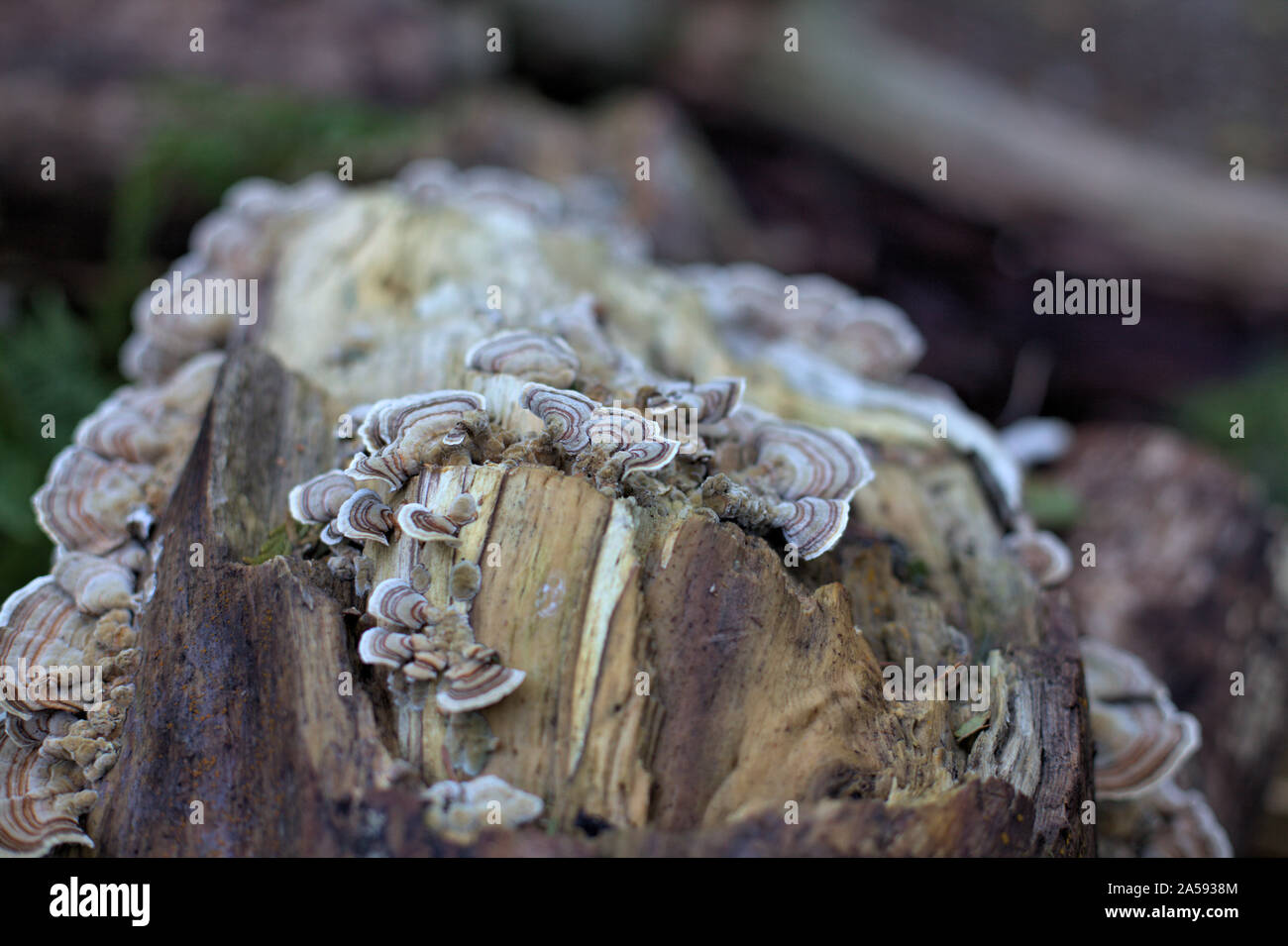Turkey tail mushroom hi-res stock photography and images - Alamy