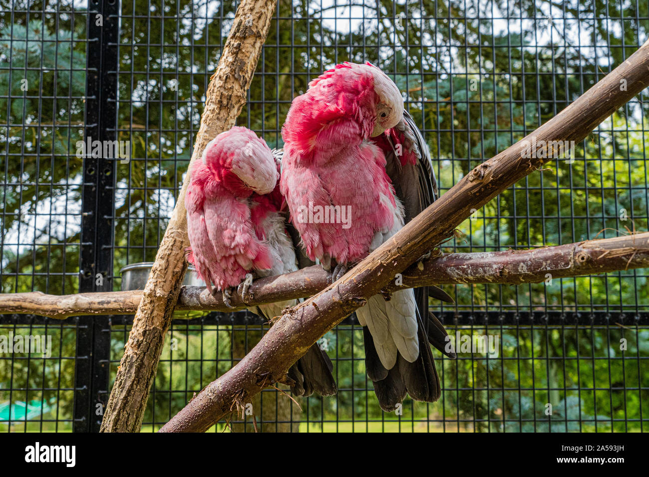 Galah isolated white hi-res stock photography and images - Alamy