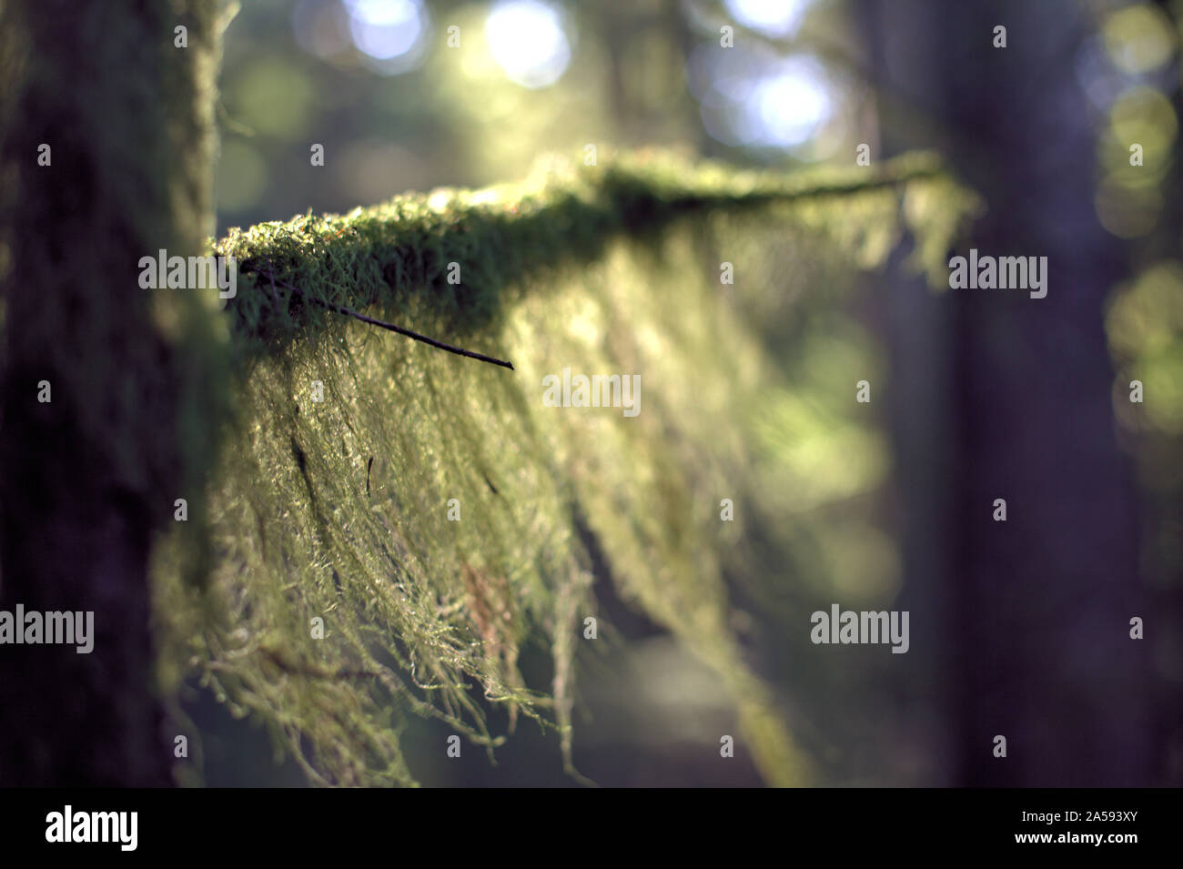 An artistic closeup of old man's beard lichen (a species of Usnea ...