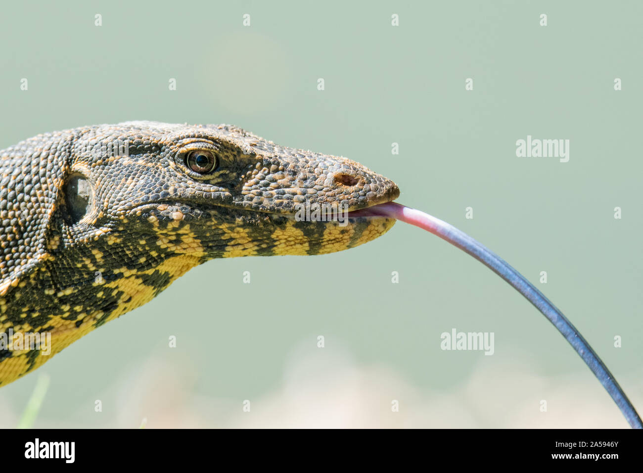 water monitor and his long tongue Stock Photo - Alamy