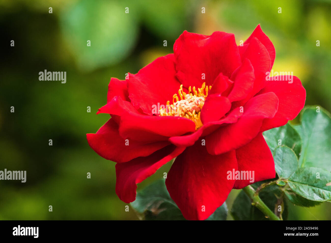 A rose is a woody perennial flowering plant of the genus Rosa, in the ...
