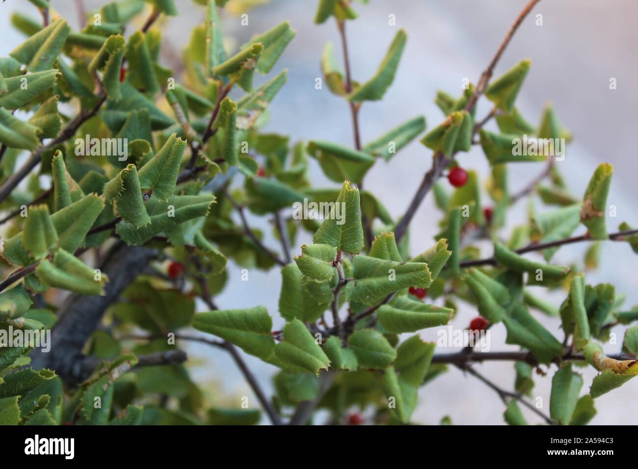 Southern Mojave Desert native plant, in Joshua Tree National Park ...