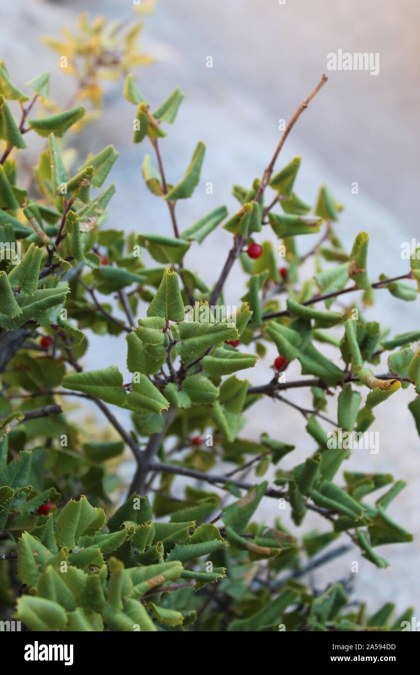 Southern Mojave Desert native plant, in Joshua Tree National Park ...