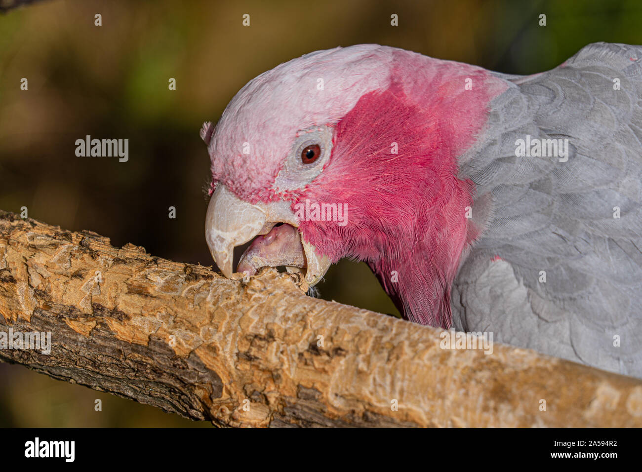 Galah isolated white hi-res stock photography and images - Alamy