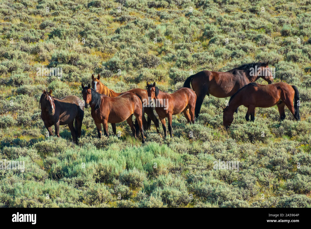 Wild horse river historic site hi-res stock photography and images - Alamy