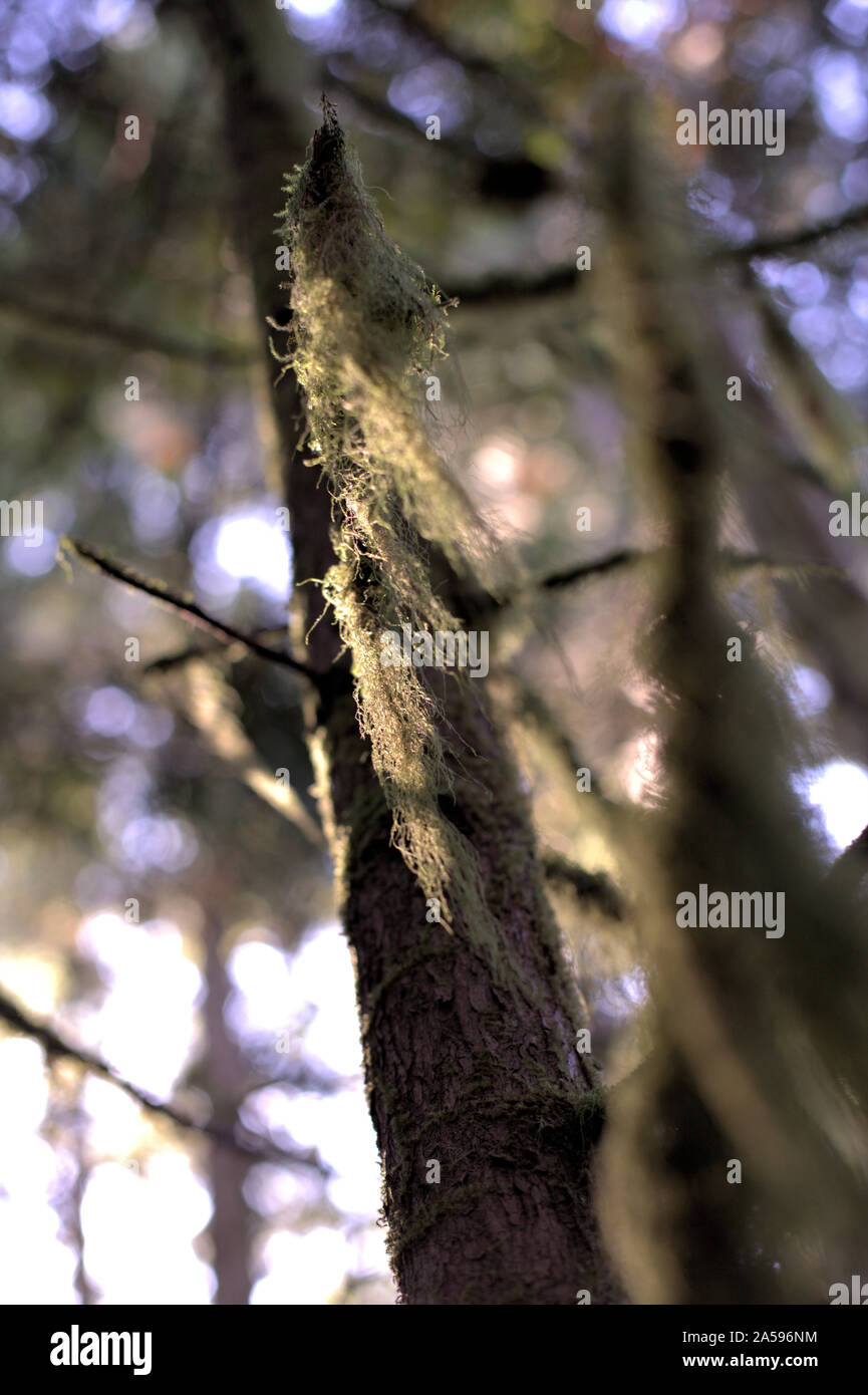 An artistic closeup of old man's beard lichen (a species of Usnea ...