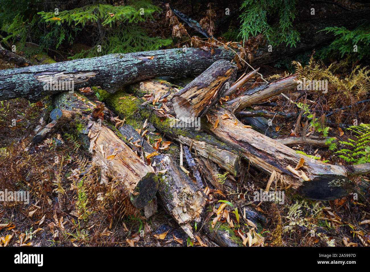 Broken log hi-res stock photography and images - Alamy