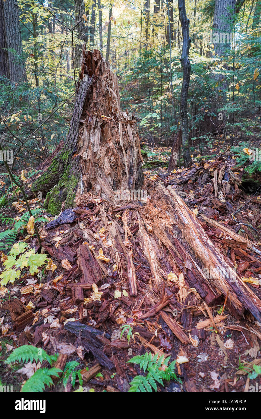 Bottom part of tree hi-res stock photography and images - Alamy