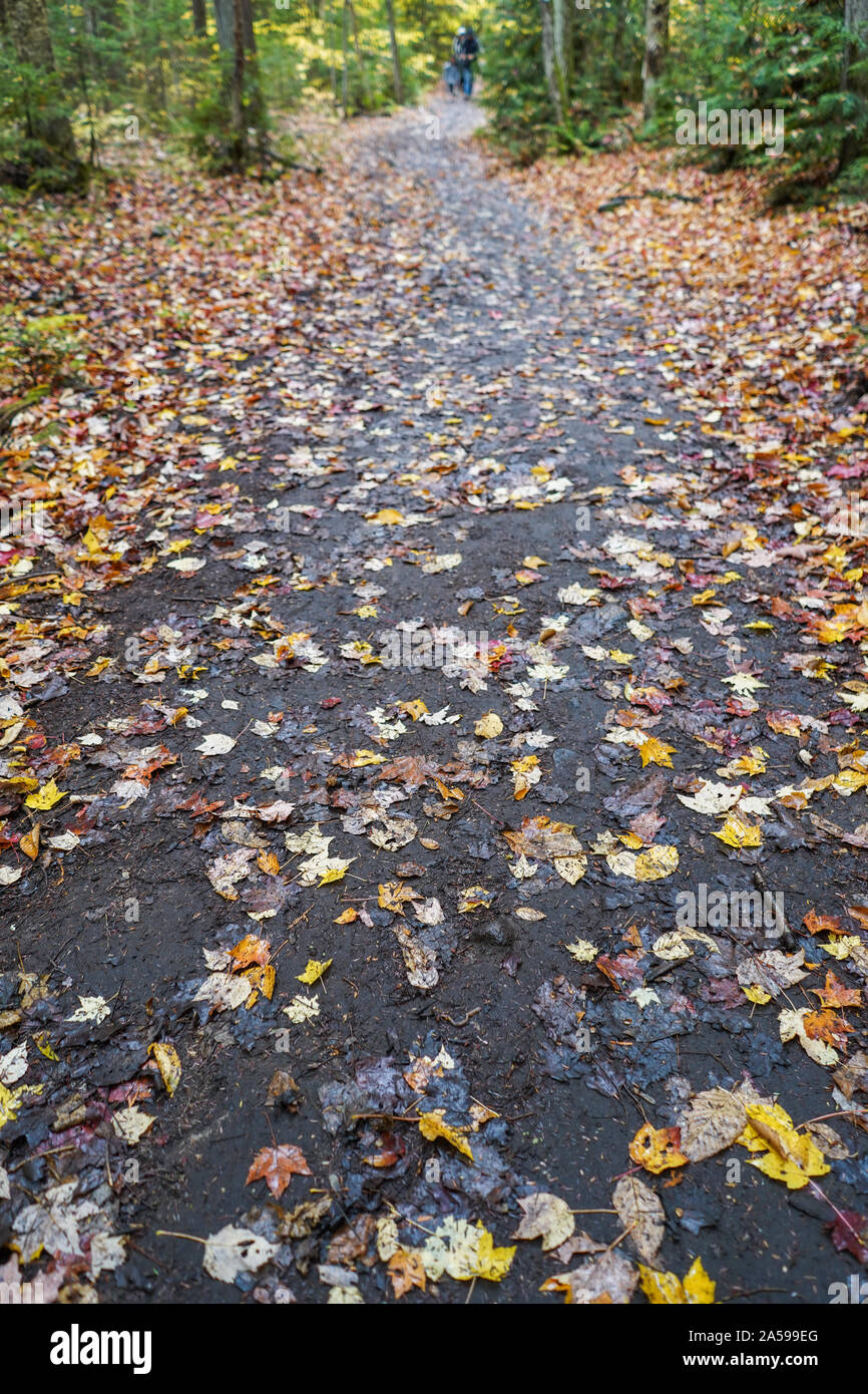 After rain hiking trail hi-res stock photography and images - Alamy
