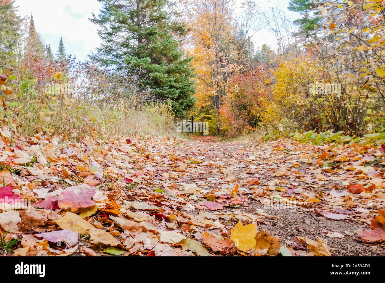 hiking trail in the fall canada Stock Photo - Alamy