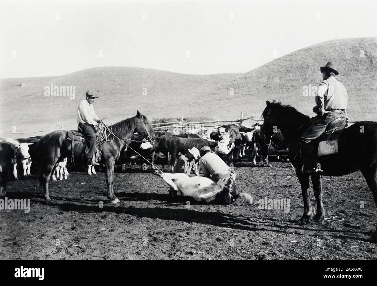 1940s corral hi-res stock photography and images - Alamy