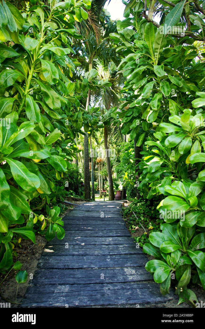 Jungle pathway hi-res stock photography and images - Alamy