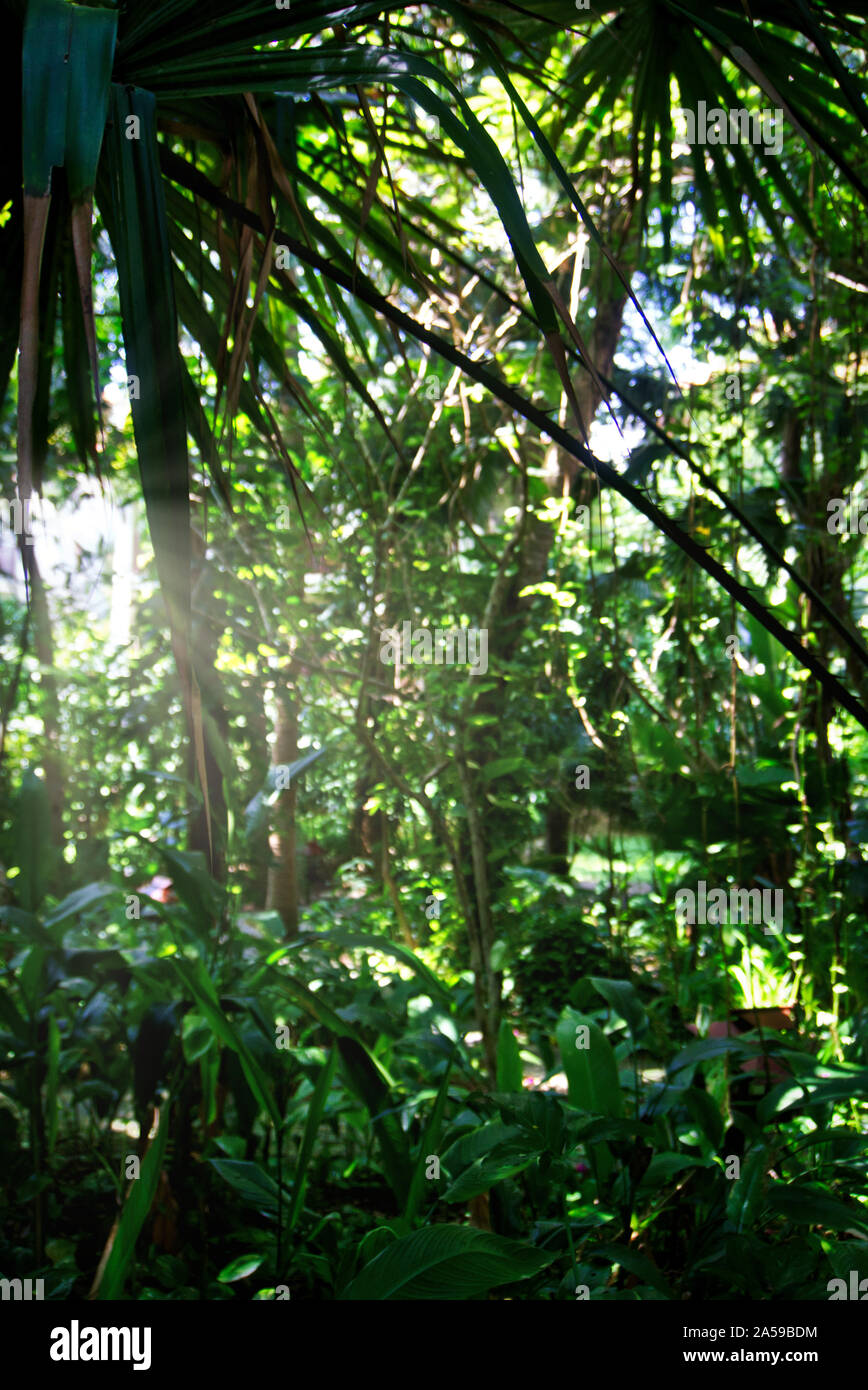 Deep jungle of Vietnam. This photo was taken while traveling in central ...