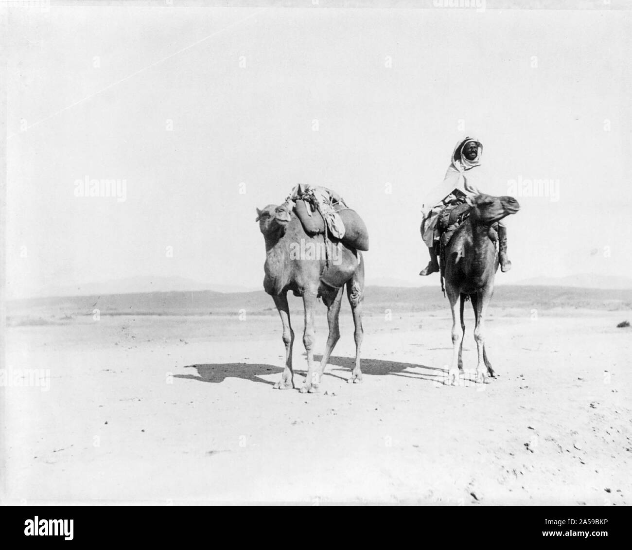 Arabia Camels being used for transportation 1910-1923 Stock Photo - Alamy