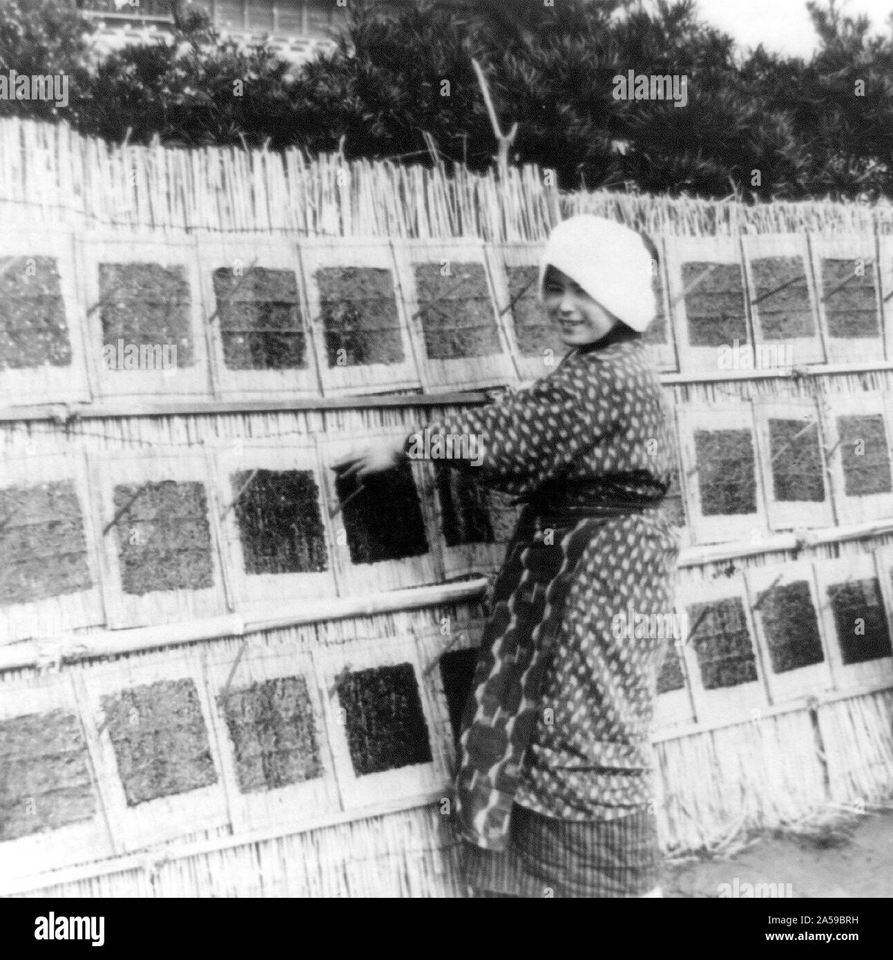 Woman placing seaweed, which is an important item of the Japanese diet ...