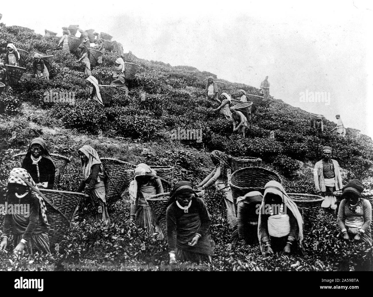 Tea in india 1800s hi-res stock photography and images - Alamy