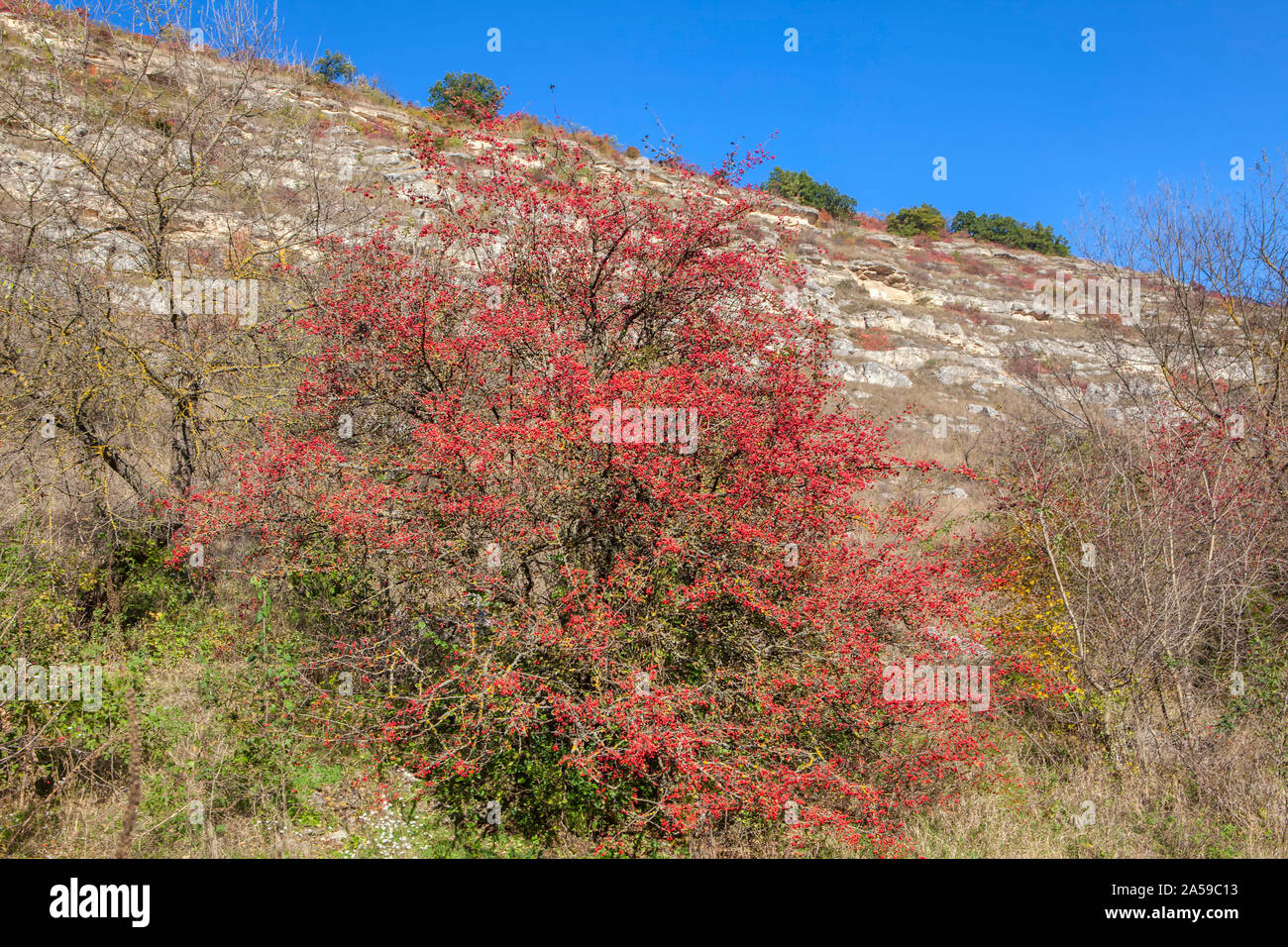 trees with red berries in the autumn Stock Photo - Alamy
